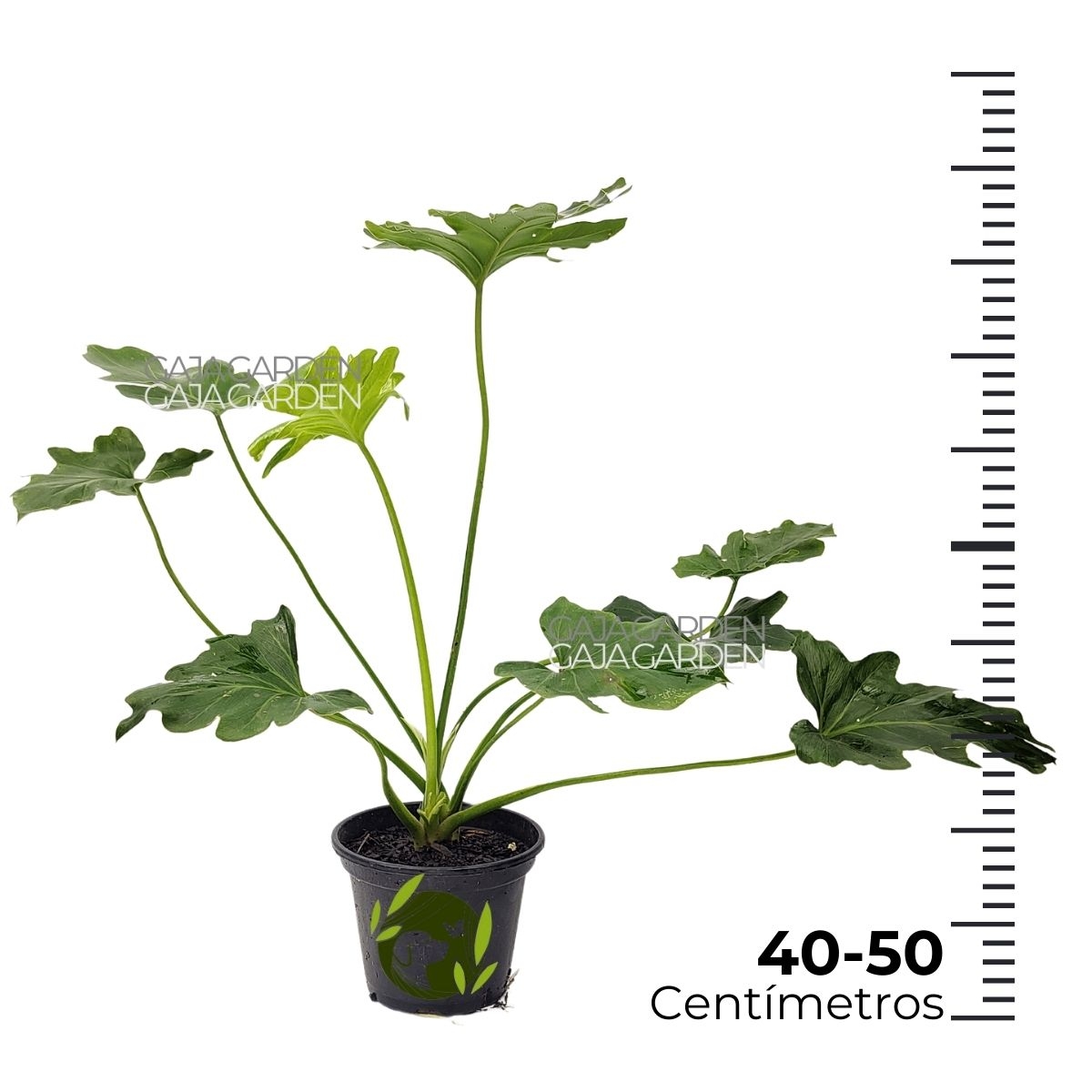 Comprar Philodendron Guaimbê Bipinnatifidum Pote 15 cm - Gaja Garden