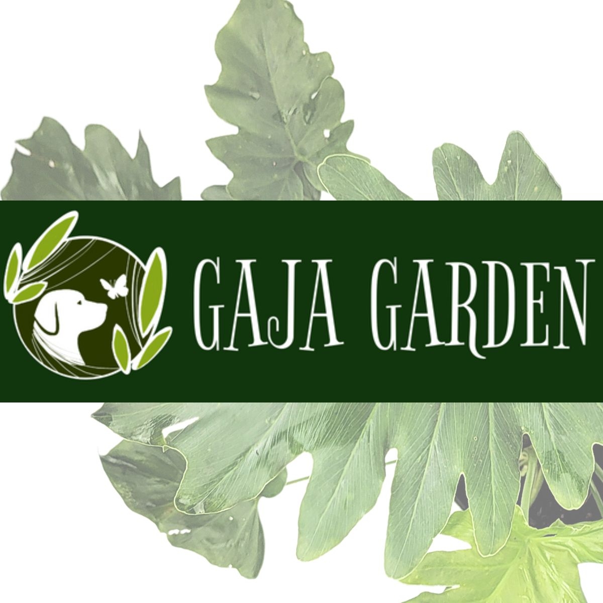 Comprar Philodendron Guaimbê Bipinnatifidum Pote 15 cm - Gaja Garden