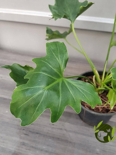 Comprar Philodendron Guaimbê Bipinnatifidum Pote 15 cm - a partir de R ...