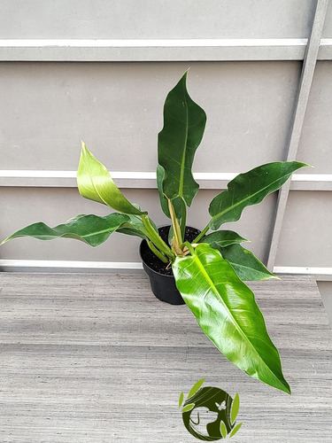 Comprar Philodendron Cascata Pote 17 cm - Gaja Garden