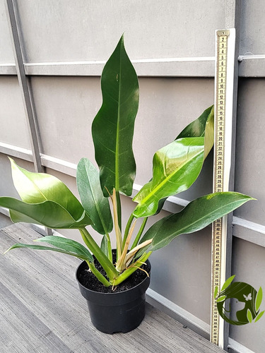 Comprar Philodendron Cascata Pote 17 cm - Gaja Garden