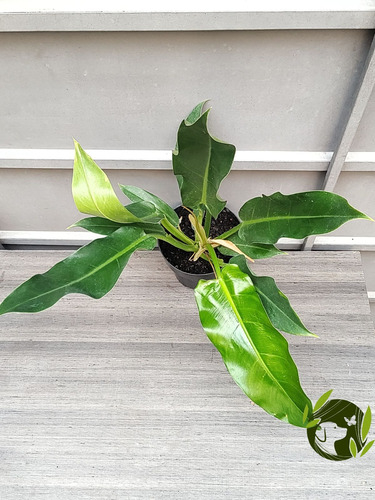 Comprar Philodendron Cascata Pote 17 cm - Gaja Garden