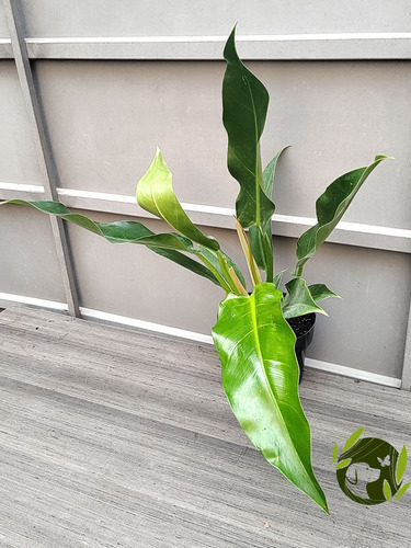 Comprar Philodendron Cascata Pote 17 cm - Gaja Garden