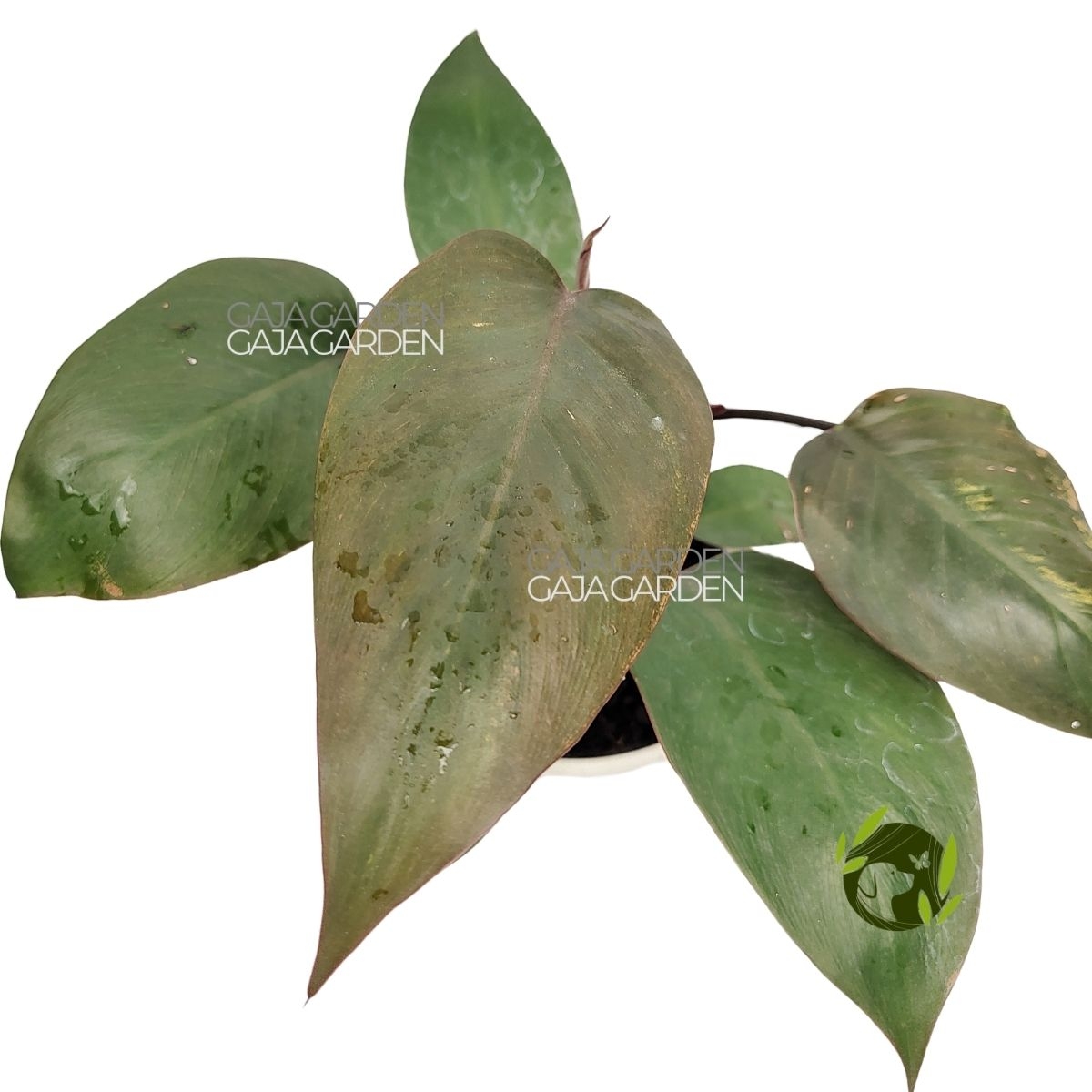 Comprar Philodendron Rubro Pote 12 cm - a partir de R$24,09 - Gaja Garden