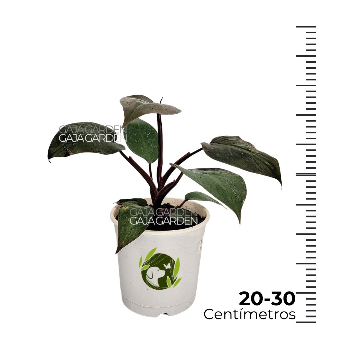 Comprar Philodendron Rubro Pote 12 cm - a partir de R$24,09 - Gaja Garden