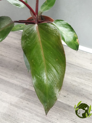 Comprar Philodendron Rubro Pote 12 cm - a partir de R$11,38 - Gaja Garden