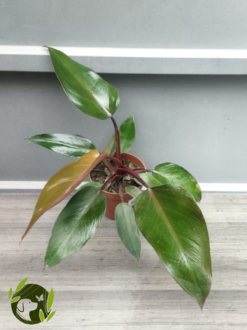 Comprar Philodendron Rubro Pote 12 cm - a partir de R$11,38 - Gaja Garden