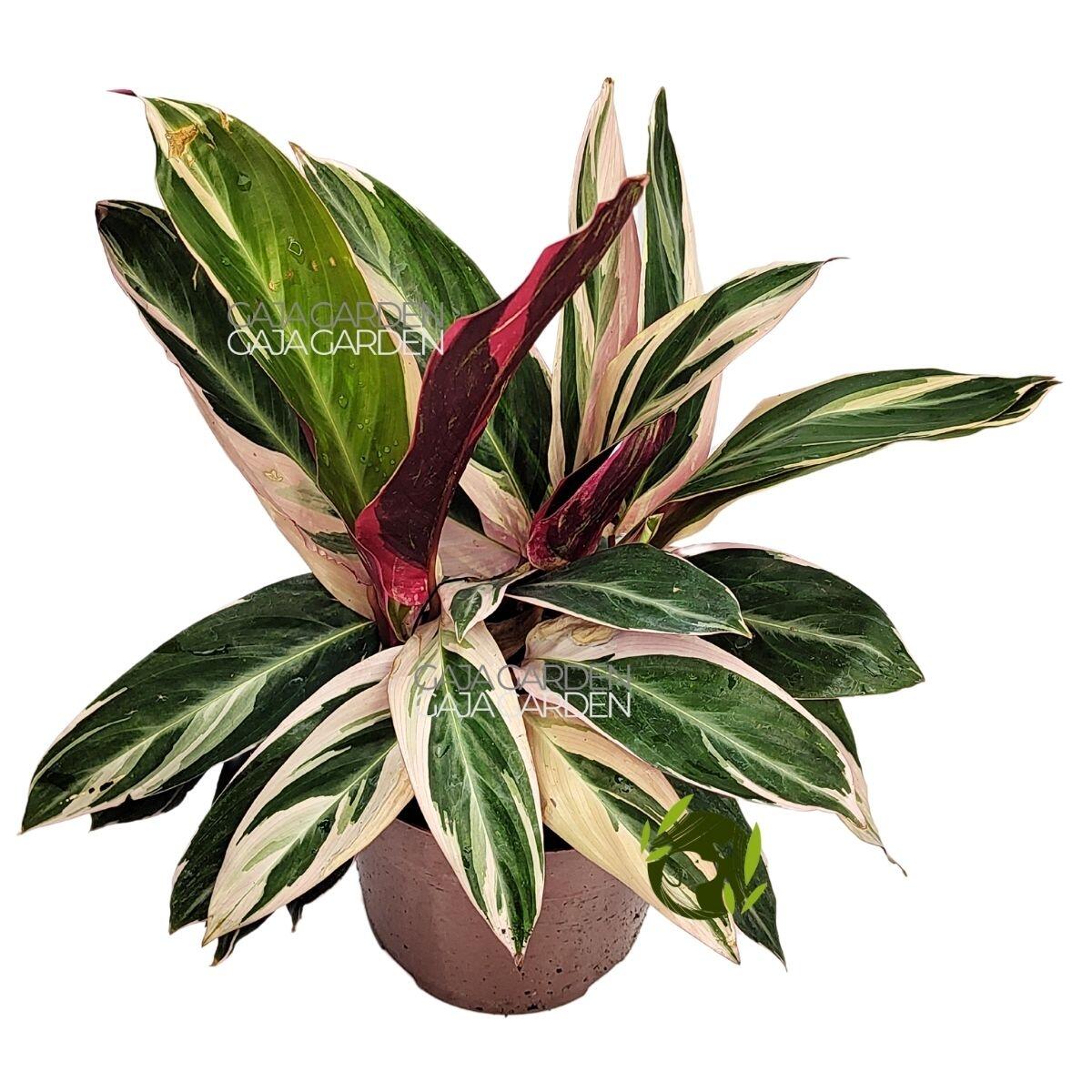 Comprar Calathea Tricolor Maranta Triostar Pote 17 cm