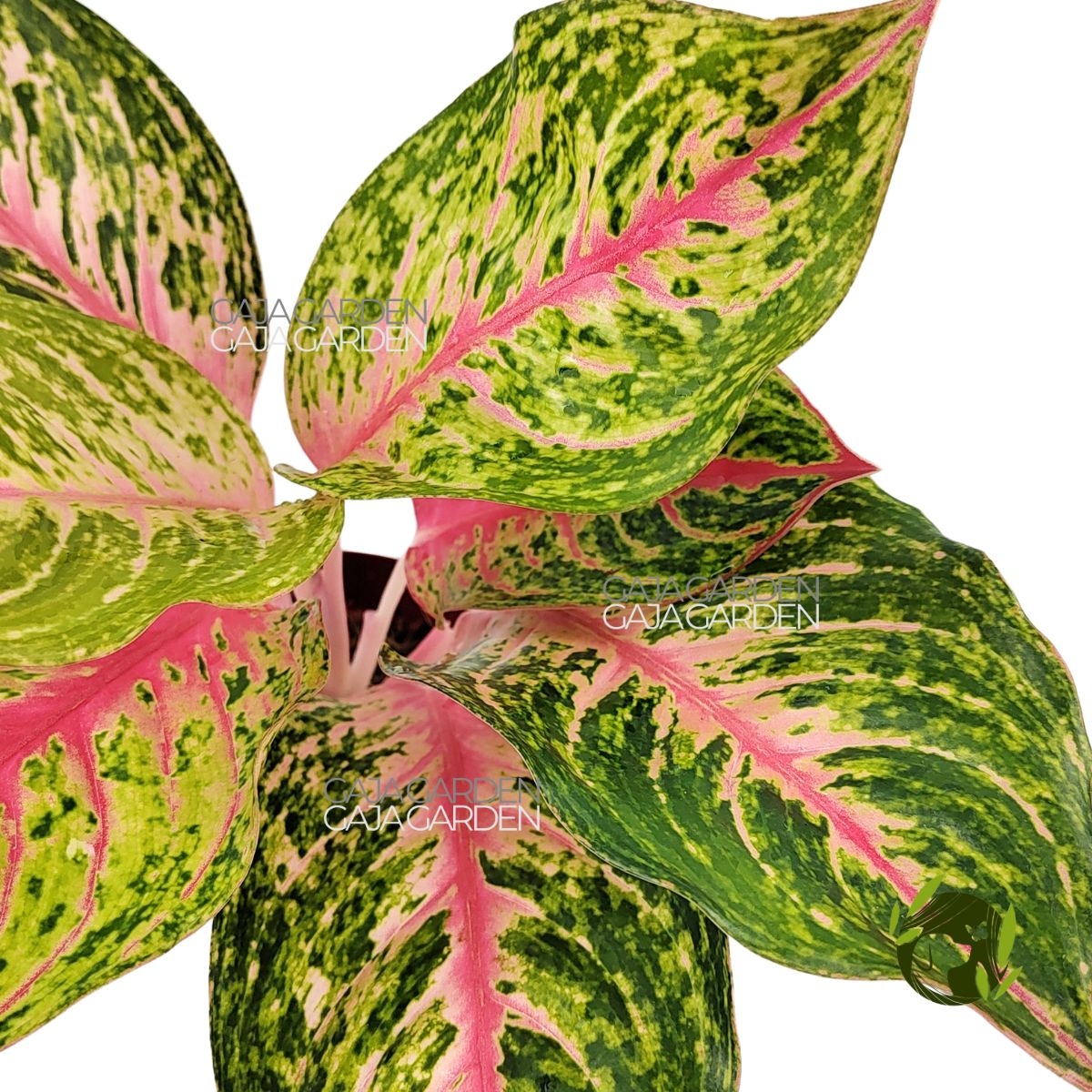 Comprar Aglaonema Red Esmerald Pote 12 cm - Gaja Garden