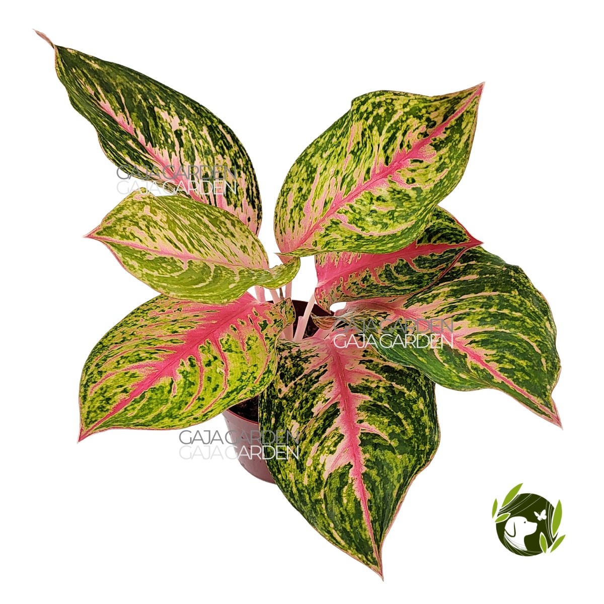 Comprar Aglaonema Red Esmerald Pote 12 cm - Gaja Garden