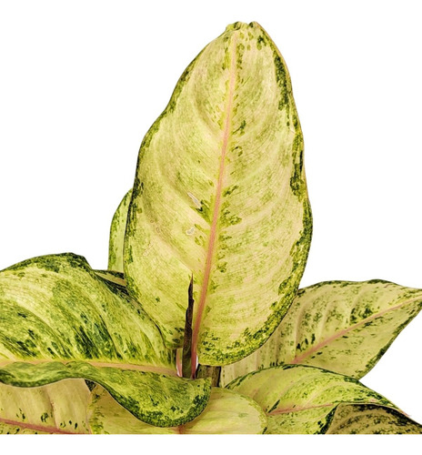 Comprar Aglaonema Frozen Pote 12 cm - a partir de R$56,98 - Gaja Garden