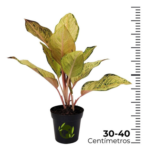 Comprar Aglaonema Frozen Pote 12 cm - a partir de R$56,98 - Gaja Garden