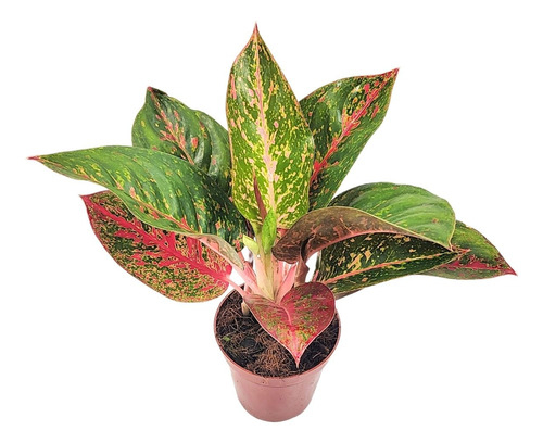 Comprar Aglaonema Red Pintas Vermelhas Pote 12 cm - a partir de R$56,51 ...