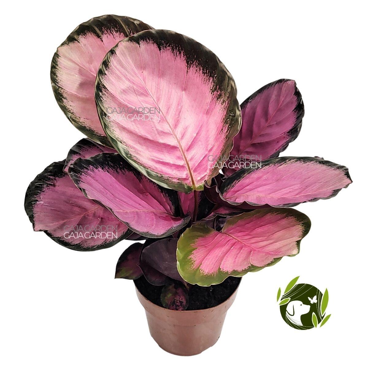 Comprar Calathea Picturata Crimson Pote 17 cm - Gaja Garden