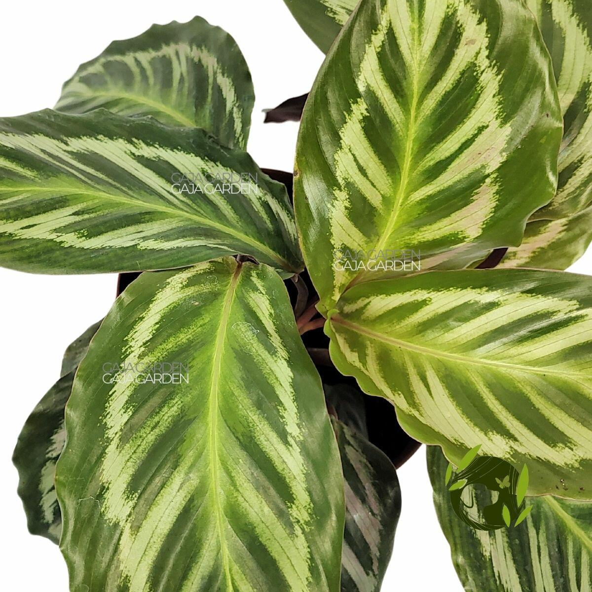 Comprar Calathea Roseopicta Cora Pote 17 cm