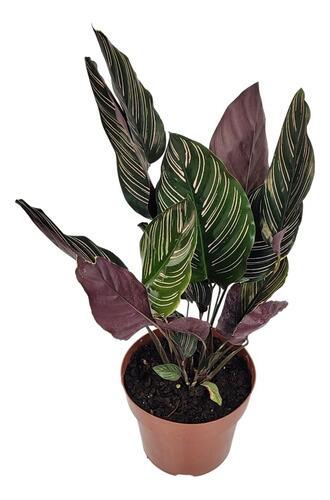 Comprar Calathea Ornata Maranta Riscada Pote 17 cm - Gaja Garden