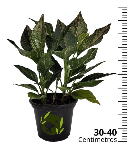 Comprar Aglaonema Tropics Luckiest Rotundum Pote 15 cm - Gaja Garden