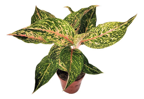 Comprar Aglaonema Kwaksup Pote 12 cm - Gaja Garden