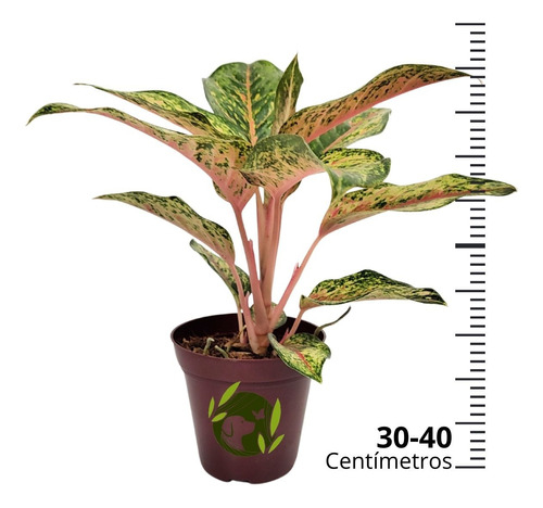 Comprar Aglaonema Karat Pote 12 cm - Gaja Garden