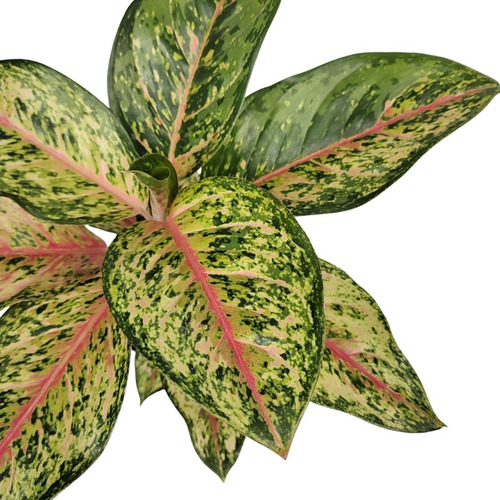 Comprar Aglaonema Karat Pote 12 cm - Gaja Garden