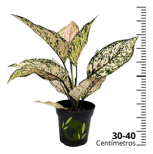 Comprar Aglaonema Brenda White Pote 12 cm - a partir de R$150,80 - Gaja ...
