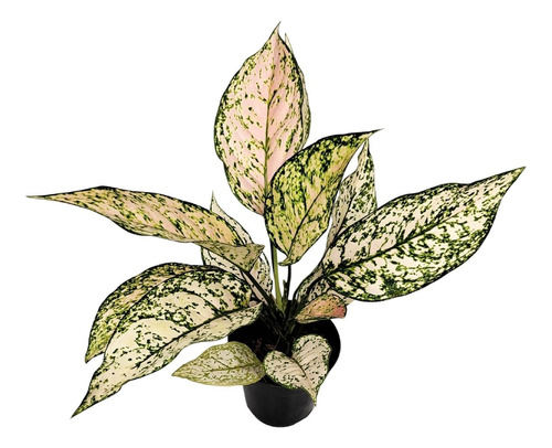 Comprar Aglaonema Brenda White Pote 12 cm - a partir de R$150,80 - Gaja ...