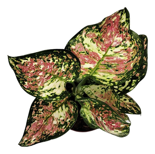 Comprar Aglaonema Tricolor Pote 12 cm - Gaja Garden
