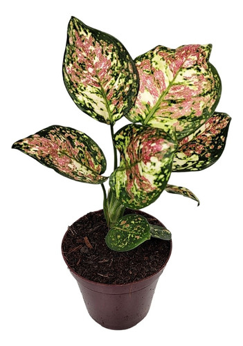 Comprar Aglaonema Tricolor Pote 12 cm - Gaja Garden