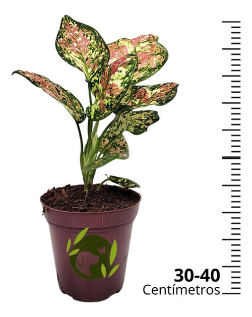 Comprar Aglaonema Tricolor Pote 12 cm - Gaja Garden
