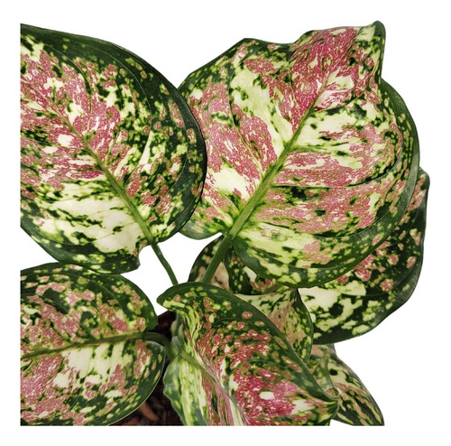 Comprar Aglaonema Tricolor Pote 12 cm - Gaja Garden