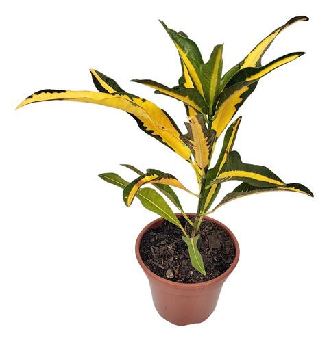 Comprar Croton Brasil Amarelo Pote 15 cm - a partir de R$37,36
