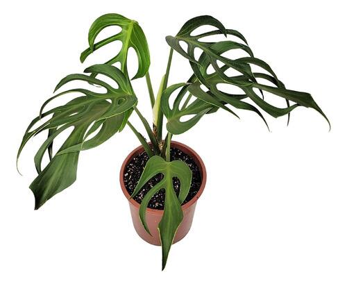 Comprar Monstera Burle Marx Flame Grande Pote 30 cm - a partir de R$347,69