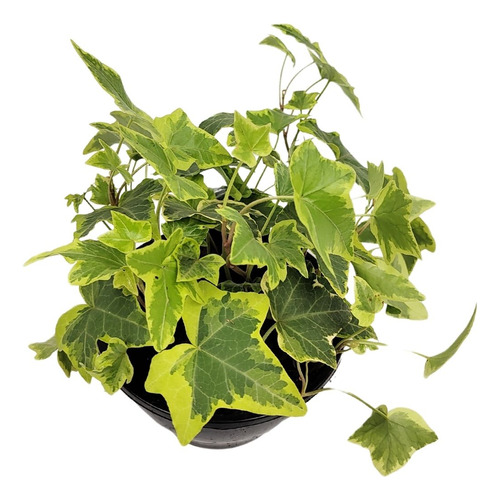 Comprar Hedera Variegata Amarelo Cuia 13 cm - Gaja Garden