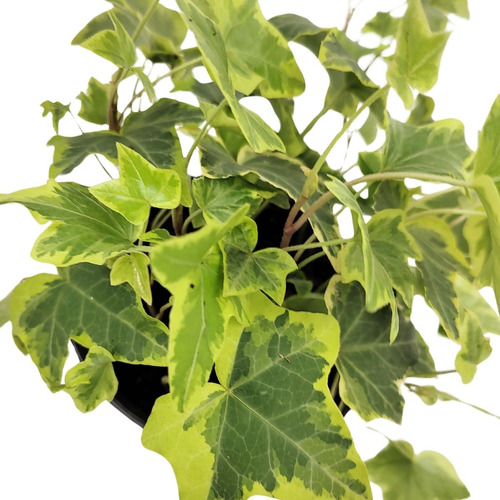 Comprar Hedera Variegata Amarelo Cuia 13 cm - Gaja Garden