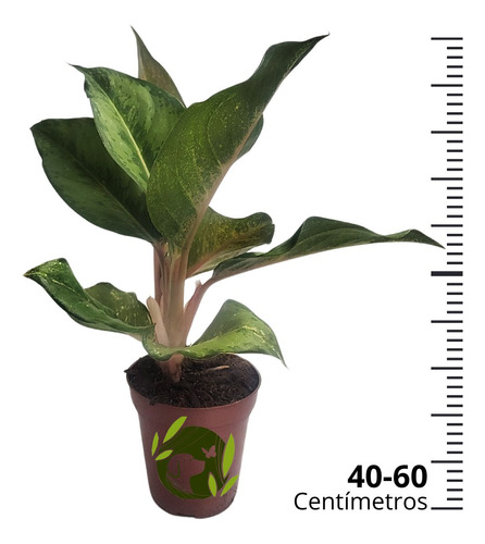 Comprar Aglaonema Frozen Green Pote 12 cm - a partir de R$61,63 - Gaja ...