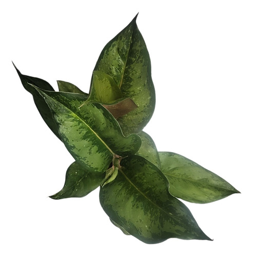 Comprar Aglaonema Frozen Green Pote 12 cm - a partir de R$61,63 - Gaja ...