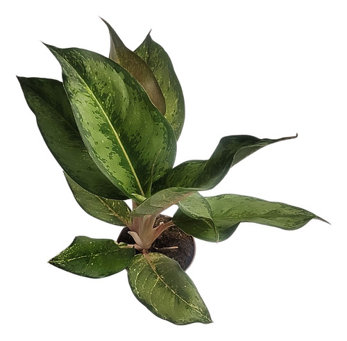 Comprar Aglaonema Frozen Green Pote 12 cm - a partir de R$61,63 - Gaja ...
