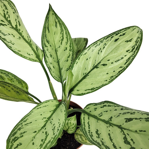 Comprar Aglaonema Comutatum Silver Pote 12 cm - Gaja Garden