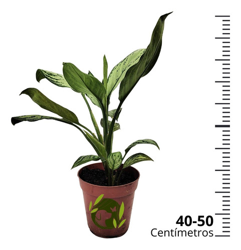 Comprar Aglaonema Comutatum Silver Pote 12 cm - Gaja Garden