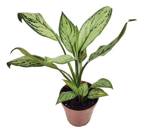 Comprar Aglaonema Comutatum Silver Pote 12 cm - Gaja Garden