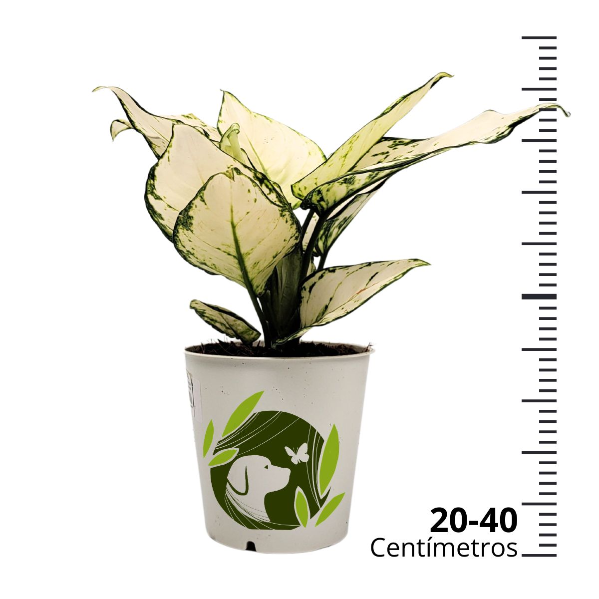 Comprar Aglaonema Super White Joy Pote 12 cm - a partir de R$60,02 ...