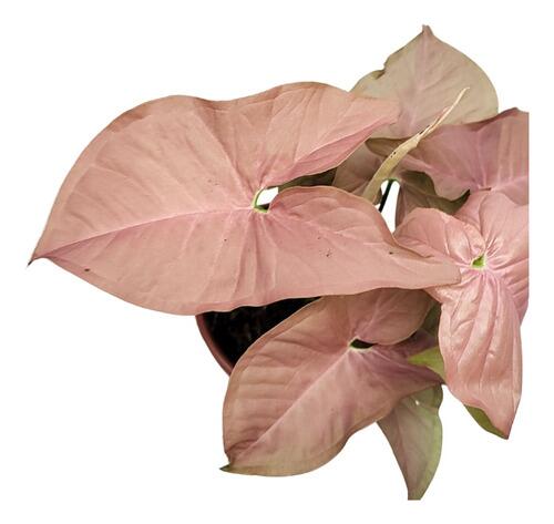 Comprar Syngonium Rosa Singônio Pink Pote 15 cm - a partir de R$37,01 ...