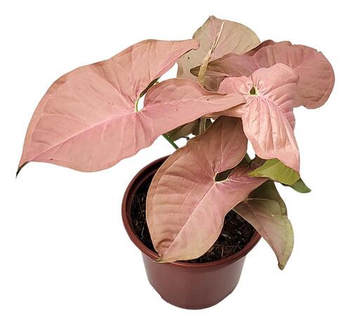 Comprar Syngonium Rosa Singônio Pink Pote 15 cm - a partir de R$37,01 ...