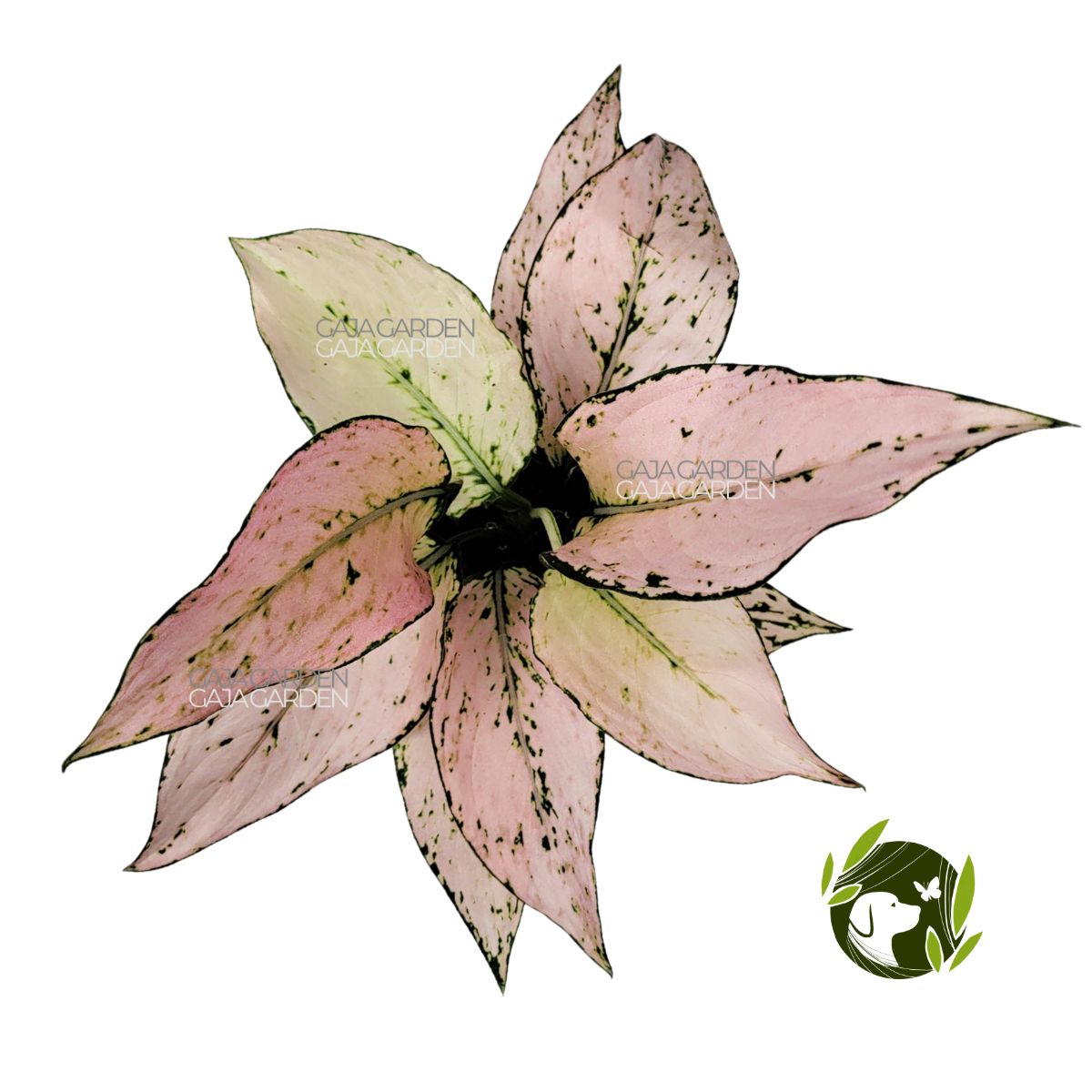 Comprar Aglaonema Kom Kom Orange Pote 12 cm - a partir de R$102,49 ...