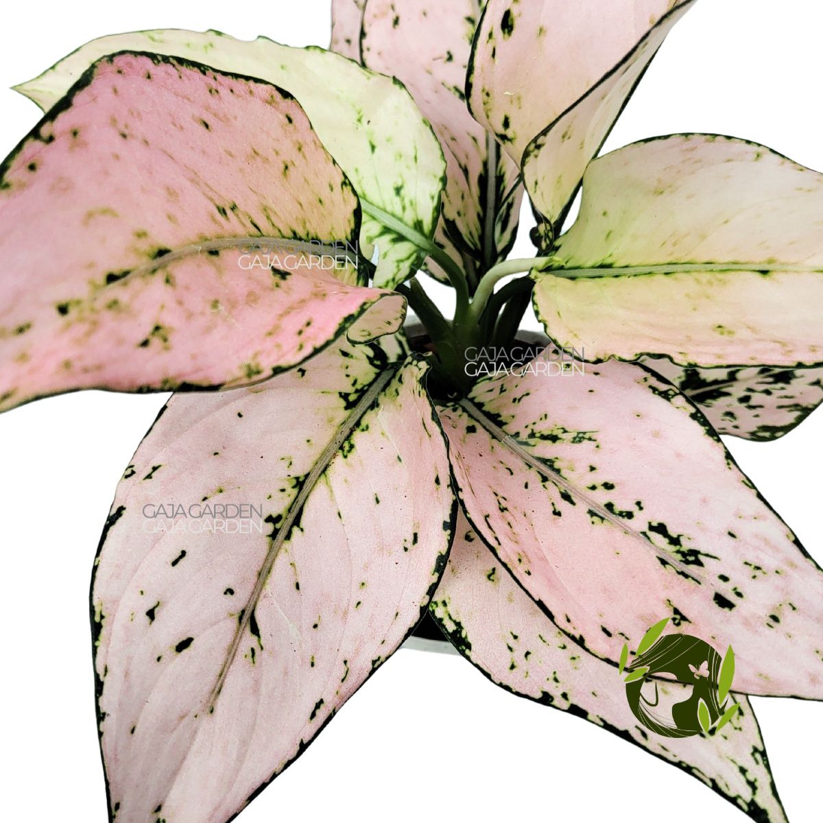 Comprar Aglaonema Kom Kom Orange Pote 12 cm - Gaja Garden