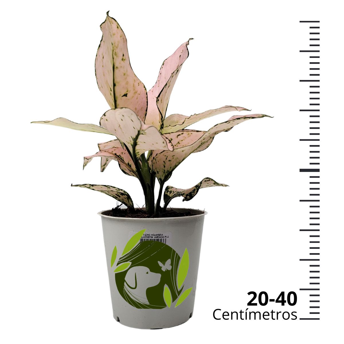 Comprar Aglaonema Kom Kom Orange Pote 12 cm - Gaja Garden