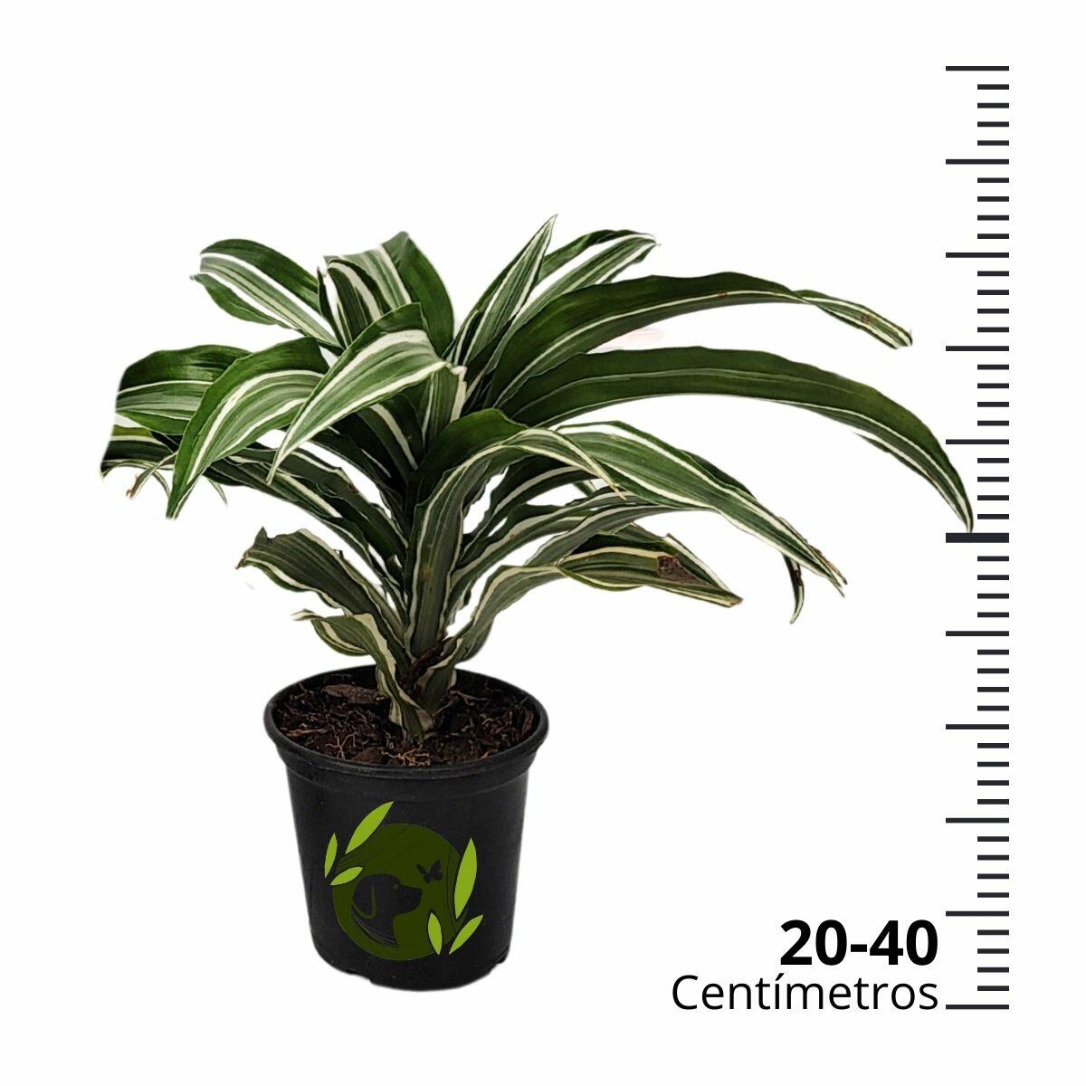Comprar Dracena Compacta Variegata Pote 11 cm - a partir de R$26,58