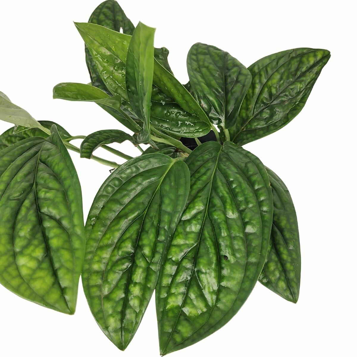 Comprar Monstera Peru Karstenianum Pote 15 cm - a partir de R$81,68