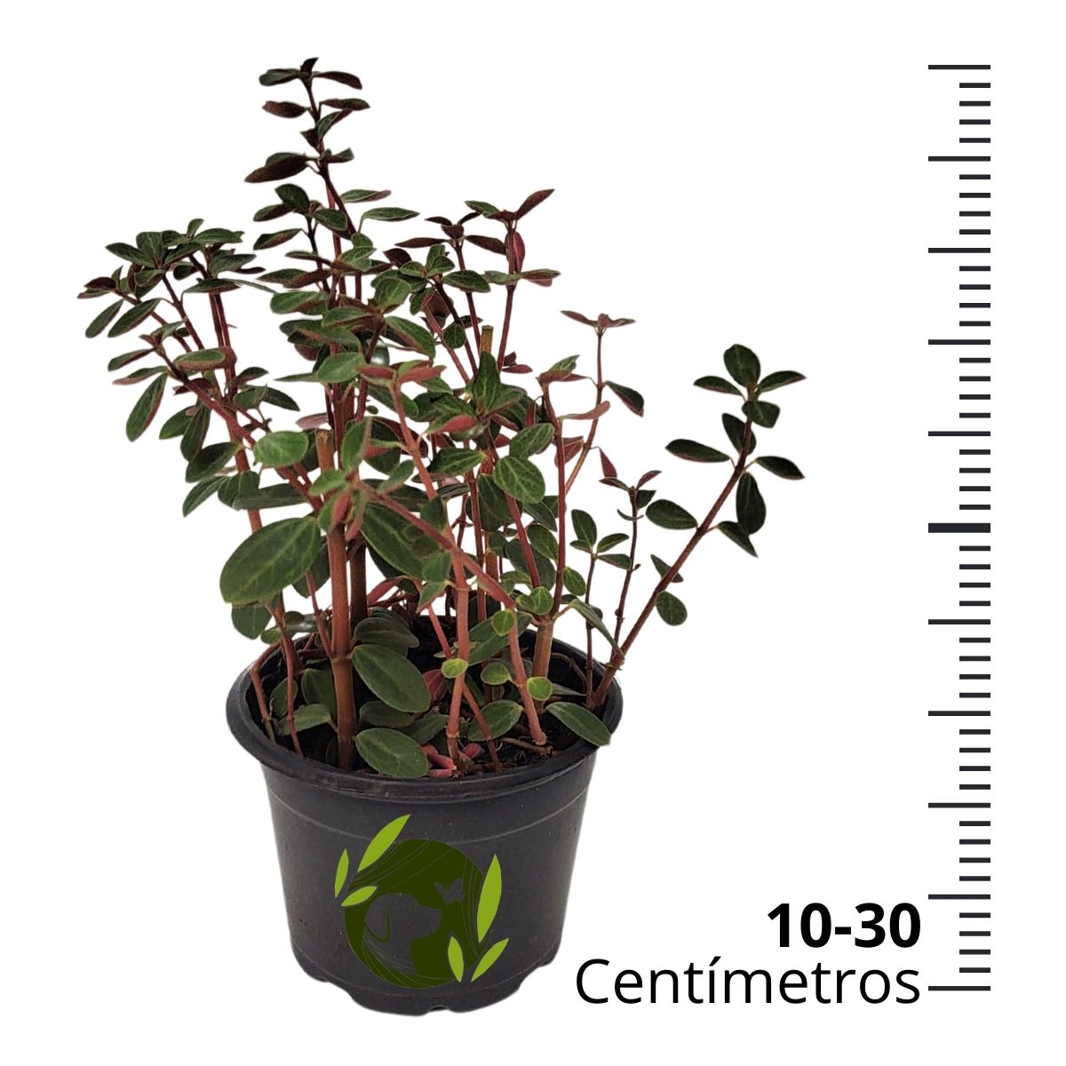 Comprar Peperomia Verticillata Red Log Pote 11 cm - a partir de R$19,74 ...