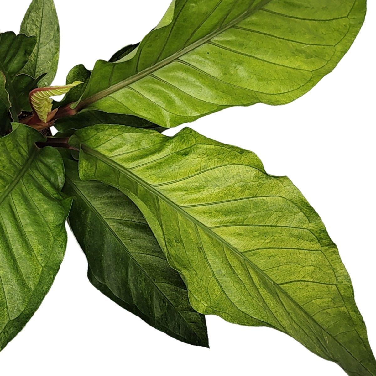 Comprar Anthurium Hookeri Pote 15 cm